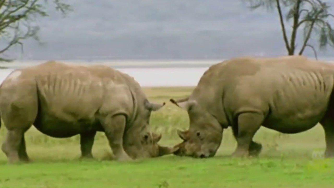 Rhino Rescue Special Video & Resources | ClickView