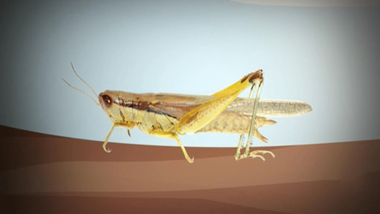 Locust Plague - 11/02/2020 Video & Resources | ClickView