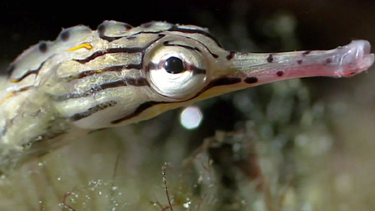 The Blue Planet Videos & Resources | ClickView