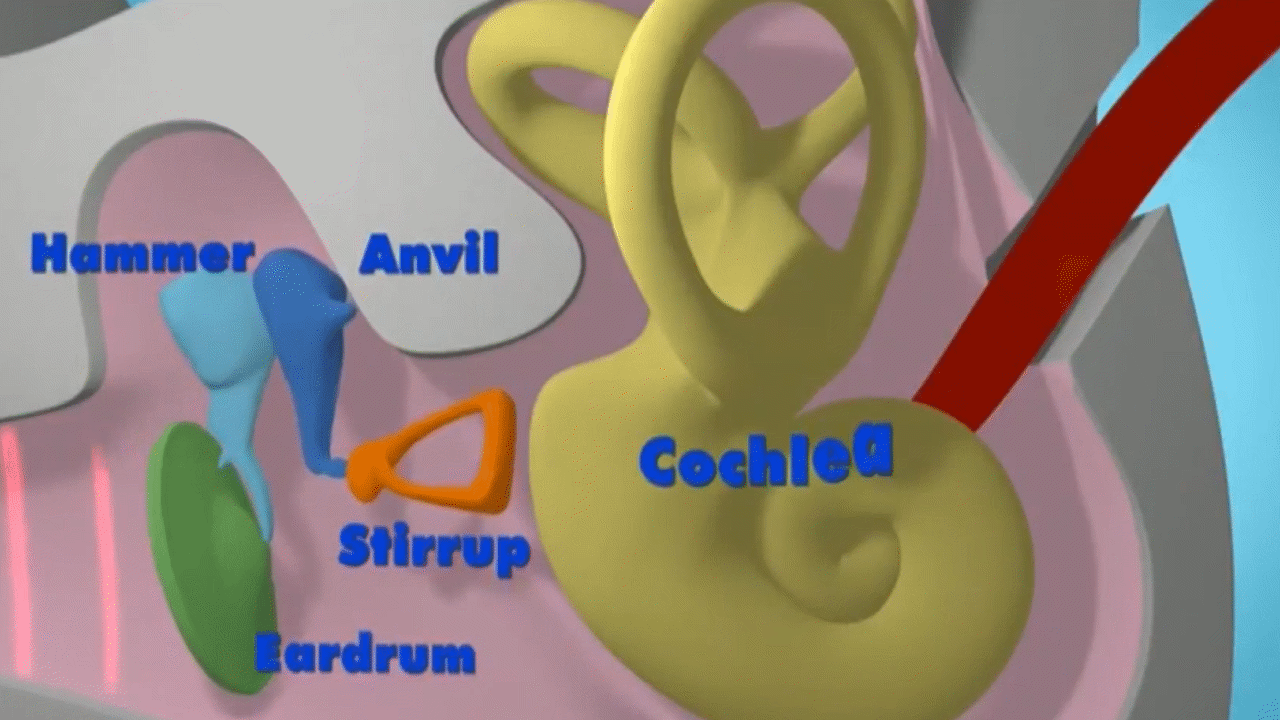 How the Ear Works Video & Resources | ClickView