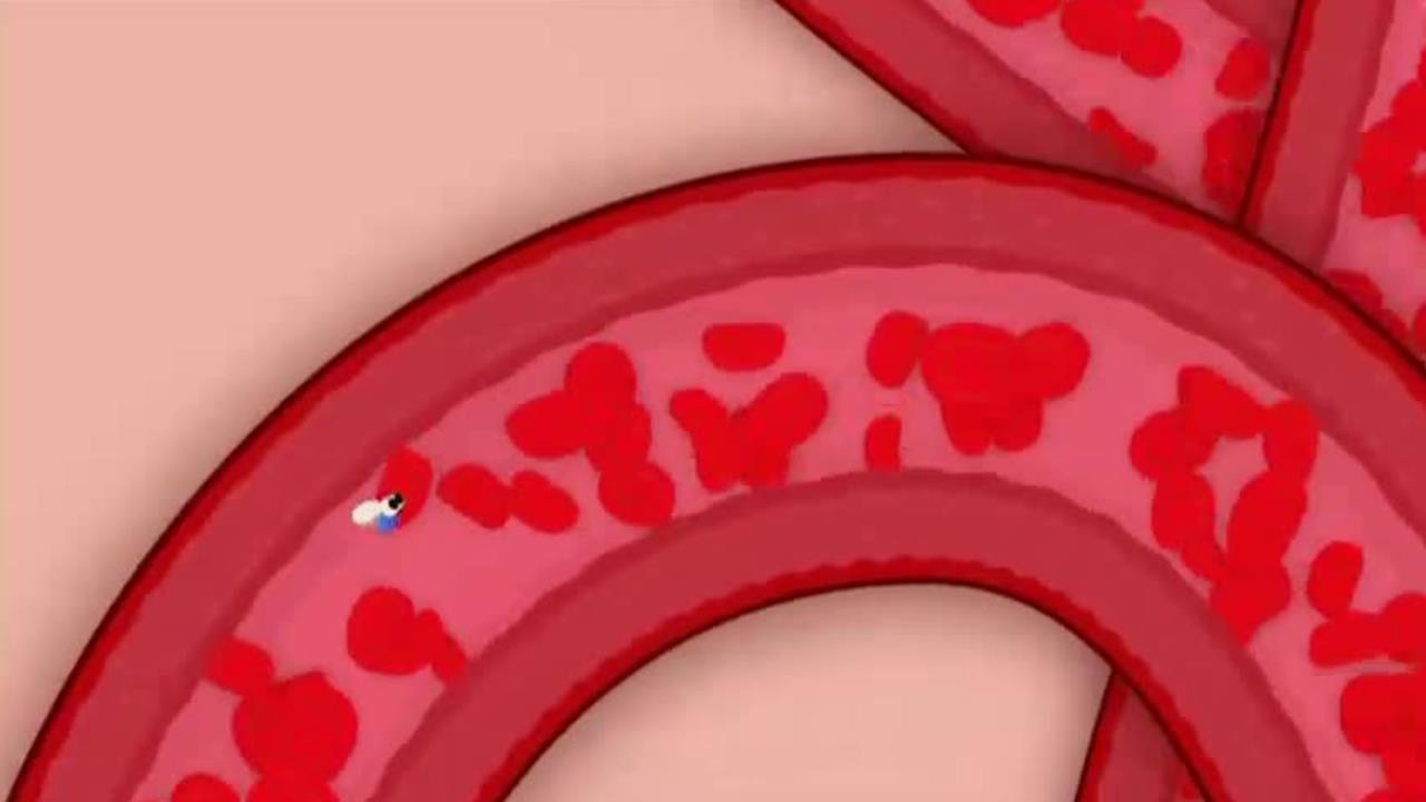 Cardiovascular System | ClickView