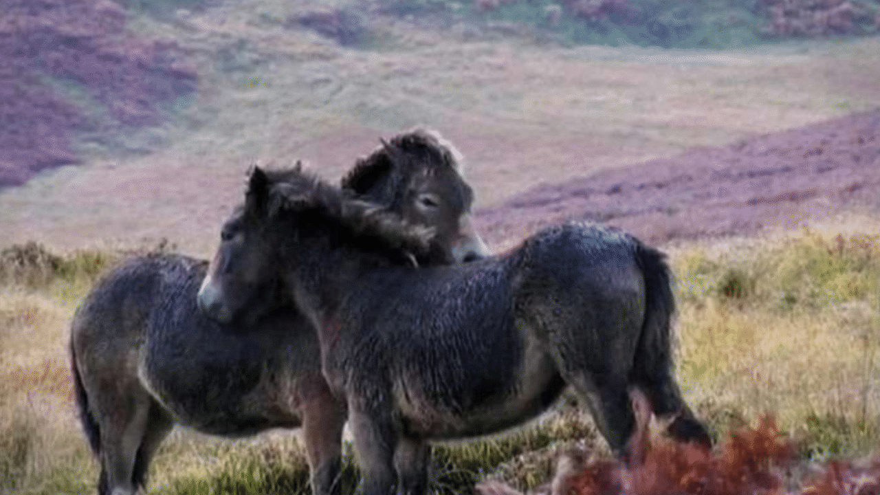 Johnny Kingdom - A Year on Exmoor - Airs 7:00 PM 20 Aug 2020 on BBC FOUR - ClickView