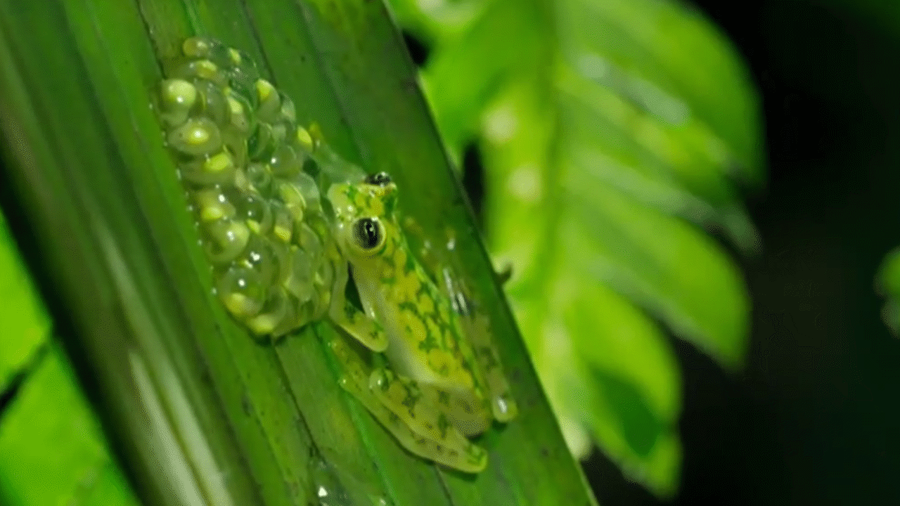 Andy and the Glass Frog Video & Resources | ClickView