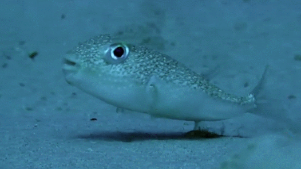 Andy and the Pufferfish Video & Resources | ClickView