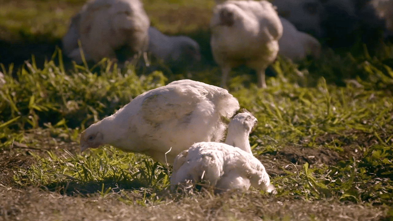 Chickens - Ex-chef, food critic and Gourmet F... - ClickView