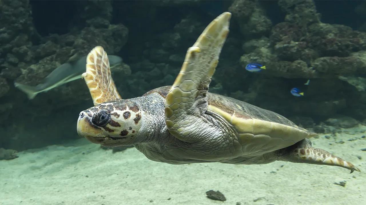 Wild Pacific Ocean - ClickView