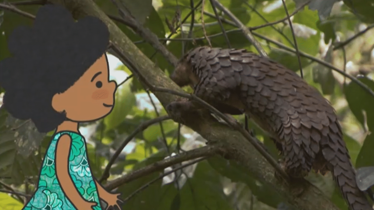 Here Is a Pangolin Video & Resources | ClickView