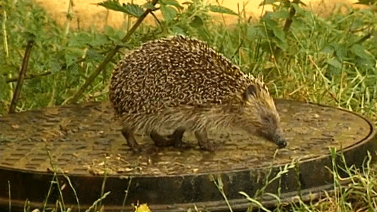 Come Outside Videos & Resources | ClickView