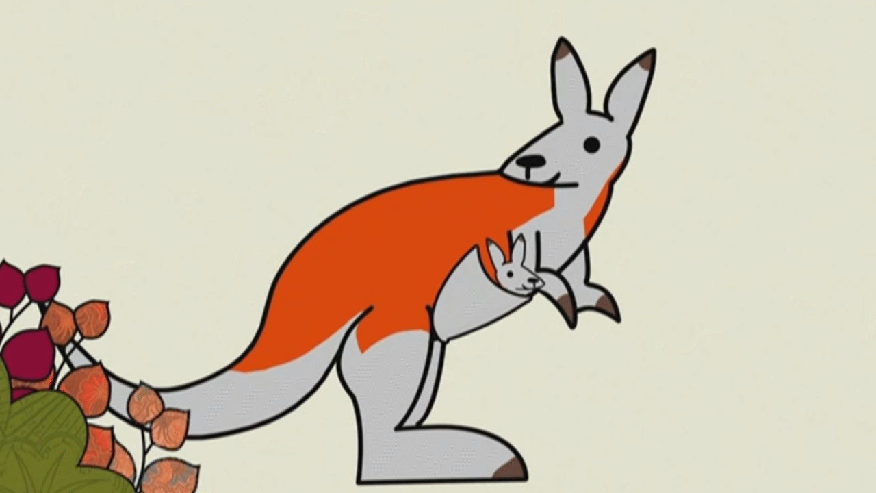 Here Is a Kangaroo Video & Resources | ClickView