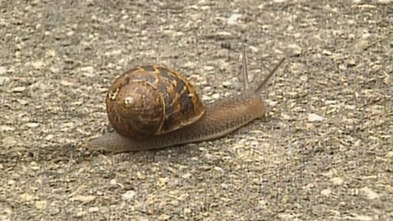 Come Outside Videos & Resources | ClickView