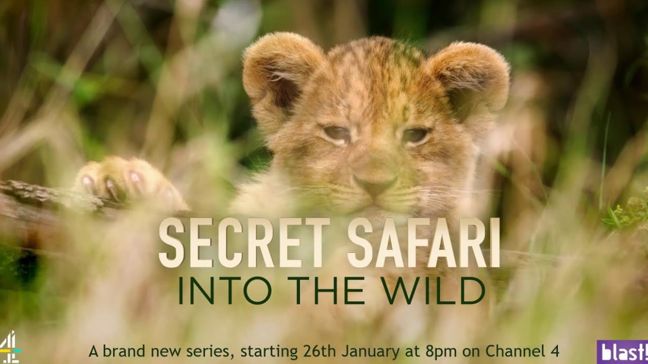 Secret Safari: Into the Wild - Airs 4:35 PM 13 Feb 2021 on Channel 4 ...