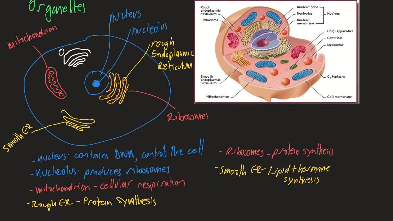 Cell structure and function - This video intr... - ClickView