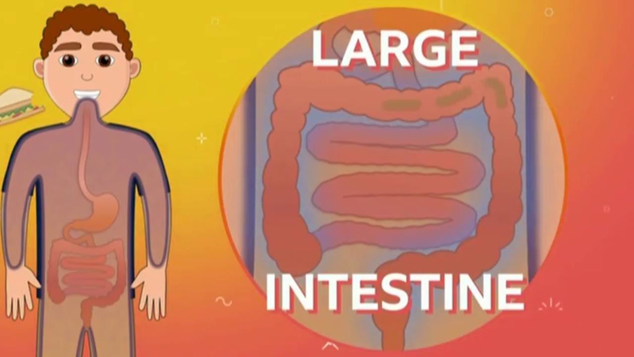 The Digestive System | ClickView
