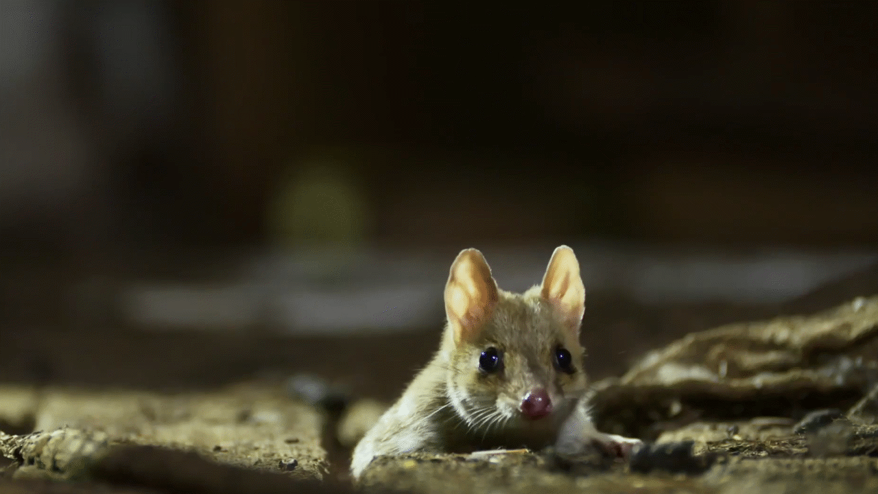 Quoll Farm - The true story of a family of ch... - ClickView