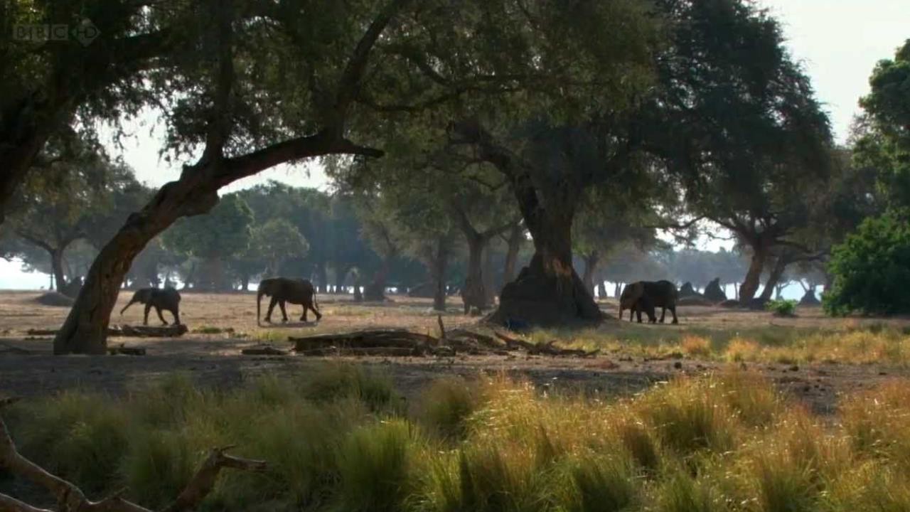 Natural World - Airs 7:00 PM 28 Mar 2021 on BBC FOUR - ClickView