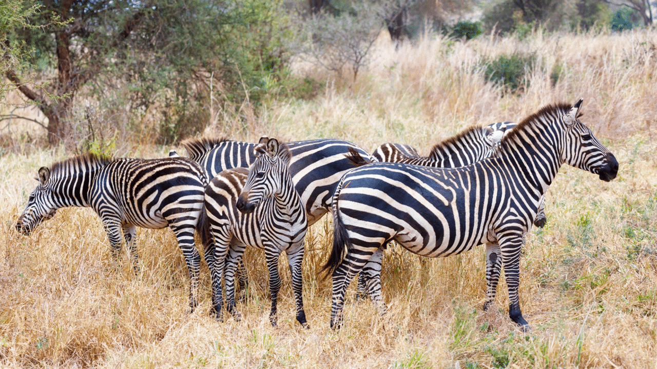 Nature's Epic Journeys: Zebra - Airs 3:15 PM 13 Apr 2021 on BBC TWO ...