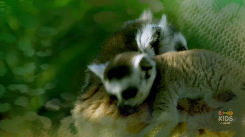 Jumping - Andy Day looks at baby animals as t... - ClickView