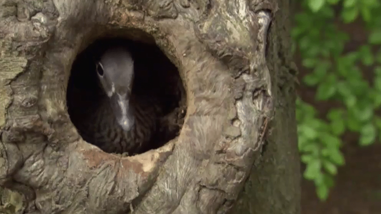 First Steps - Andy Day looks at baby animals'... - ClickView