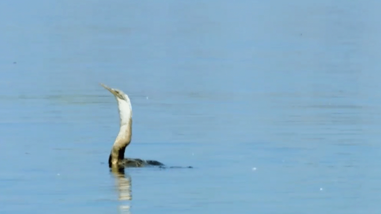 Fishing Video & Resources | ClickView