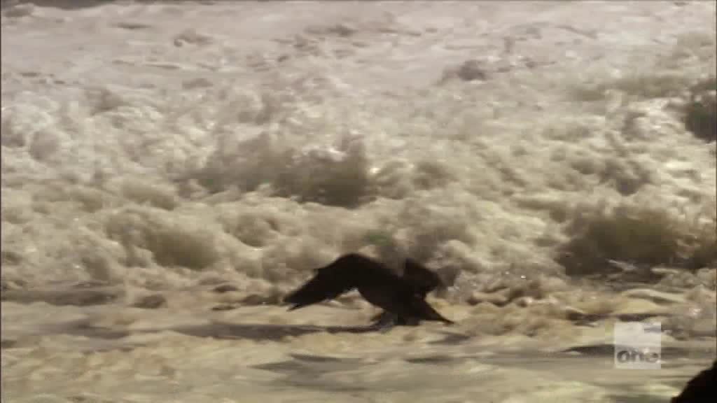 Nature's Great Events - The Great Tide - As w... - ClickView