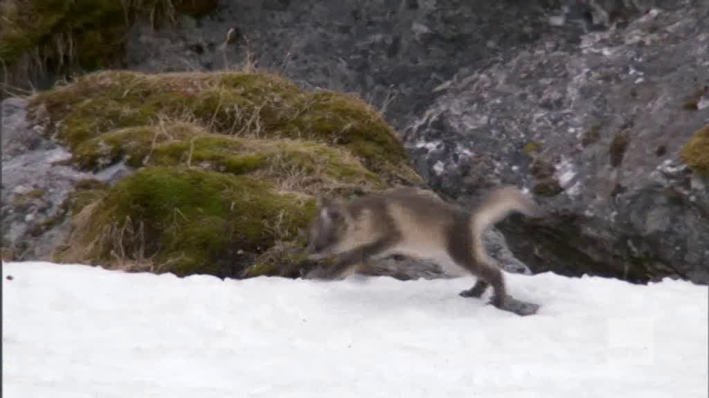 Nature's Great Events - The Great Melt - Get... - ClickView