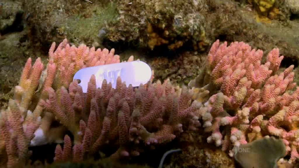 Acid Ocean - Marine scientists across the wor... - ClickView