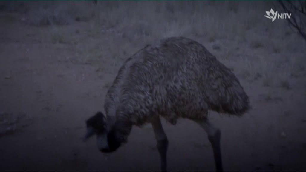 Our Bedtime Stories - Emu and Turkey - Grace... - ClickView