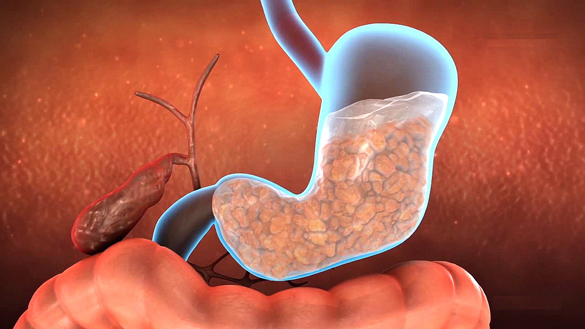 The Human Digestive System - Tongue, Salivary Glands, Teeth, Oesophagus ...