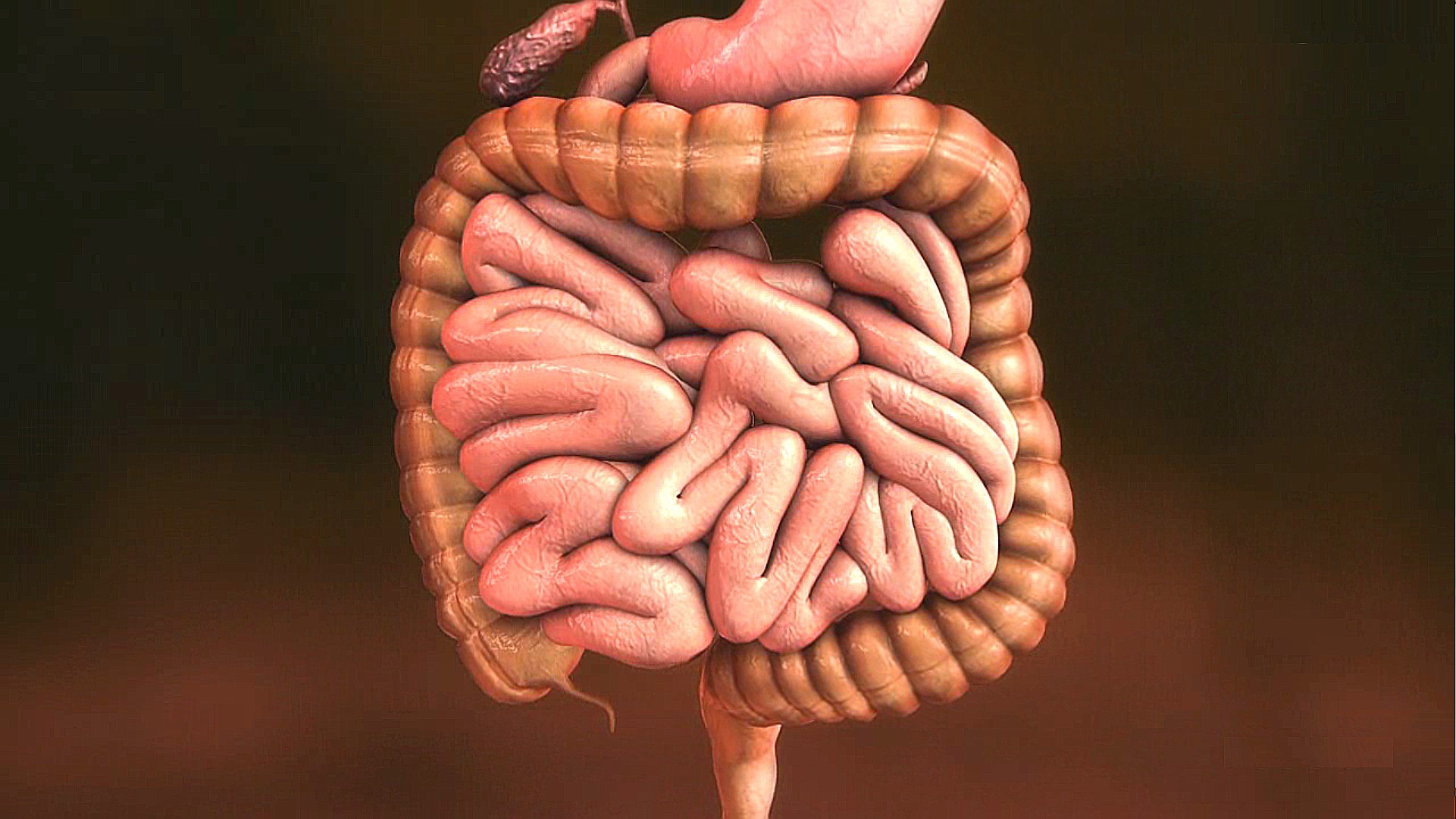 The Human Digestive System: Assimilation and Egestion - ClickView