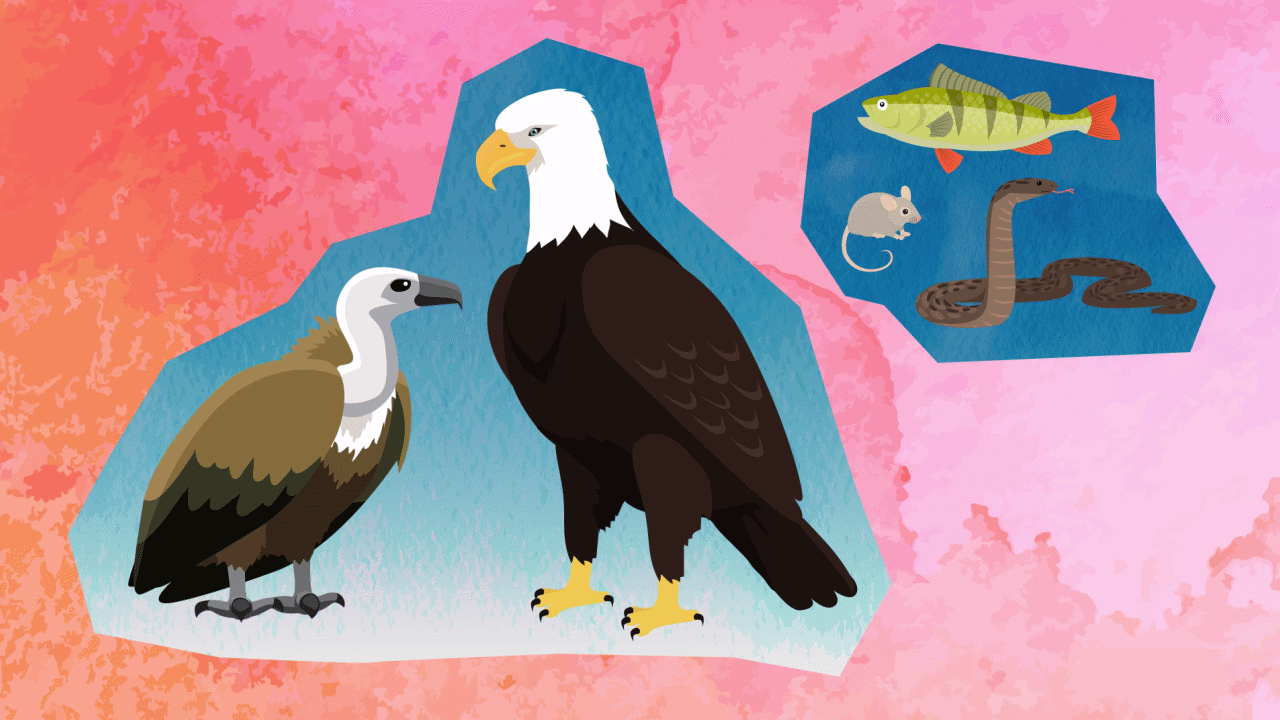 Feathered Friends: Learning about Birds | ClickView