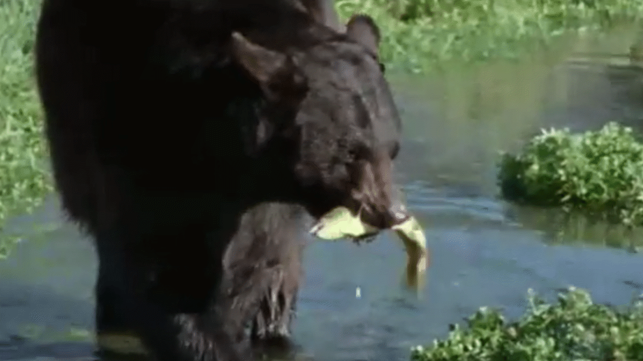 The Americas - The Incredible Human Journey i... - ClickView