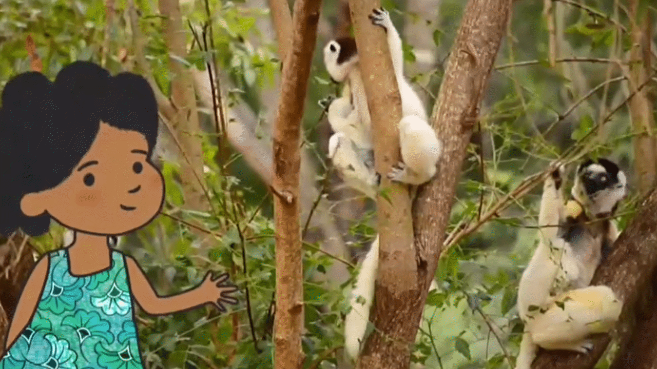 Here Is a Lemur Video & Resources | ClickView