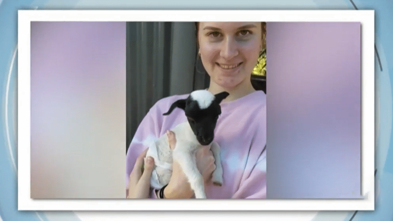 Tiny, Tiny Lamb - Now it's time to meet a ver... - ClickView