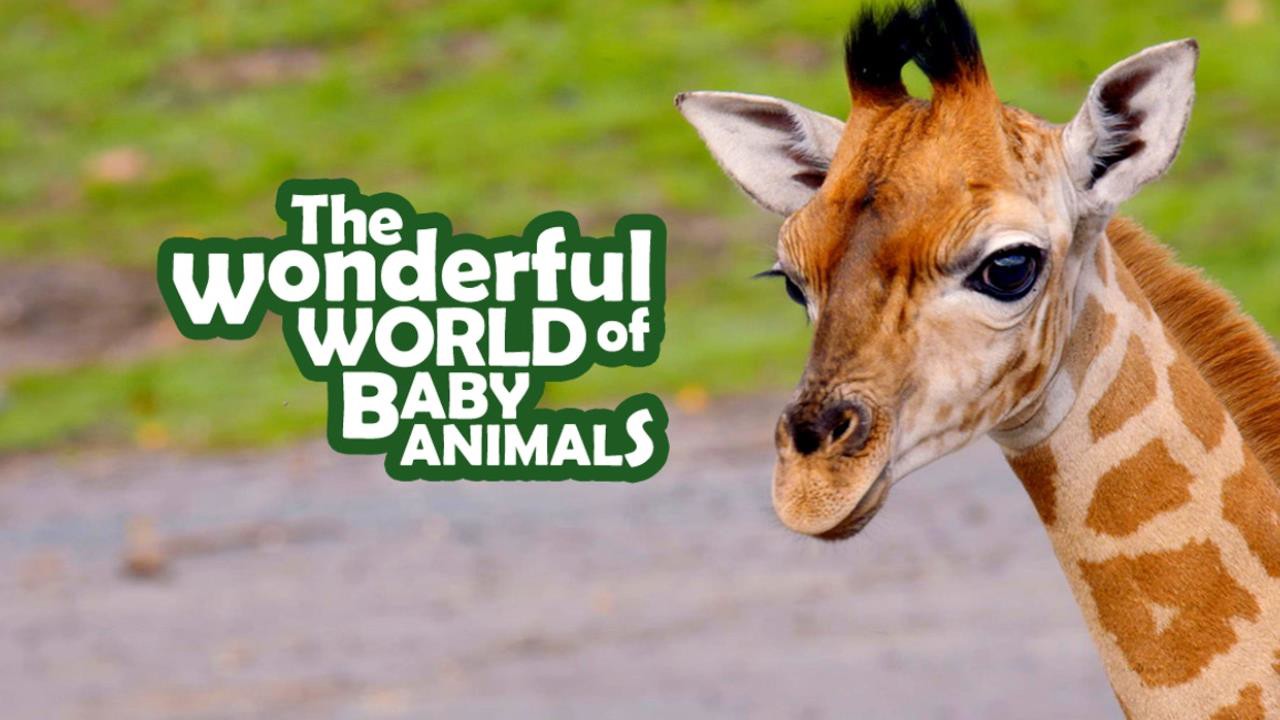 The Wonderful World of Baby Animals - Airs 9:00 AM 25 Aug 2021 on ...