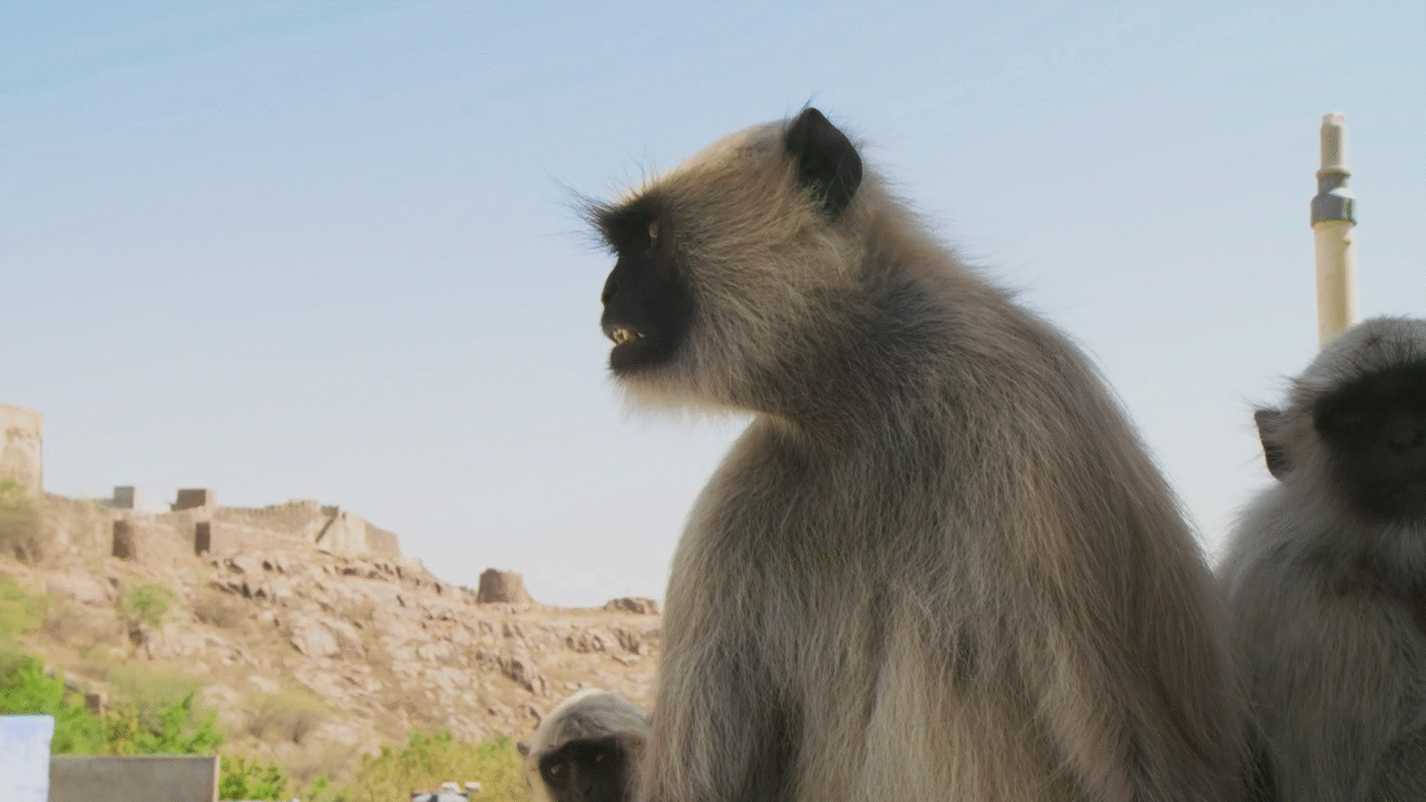 Planet Earth II: Cities (Clips) | ClickView