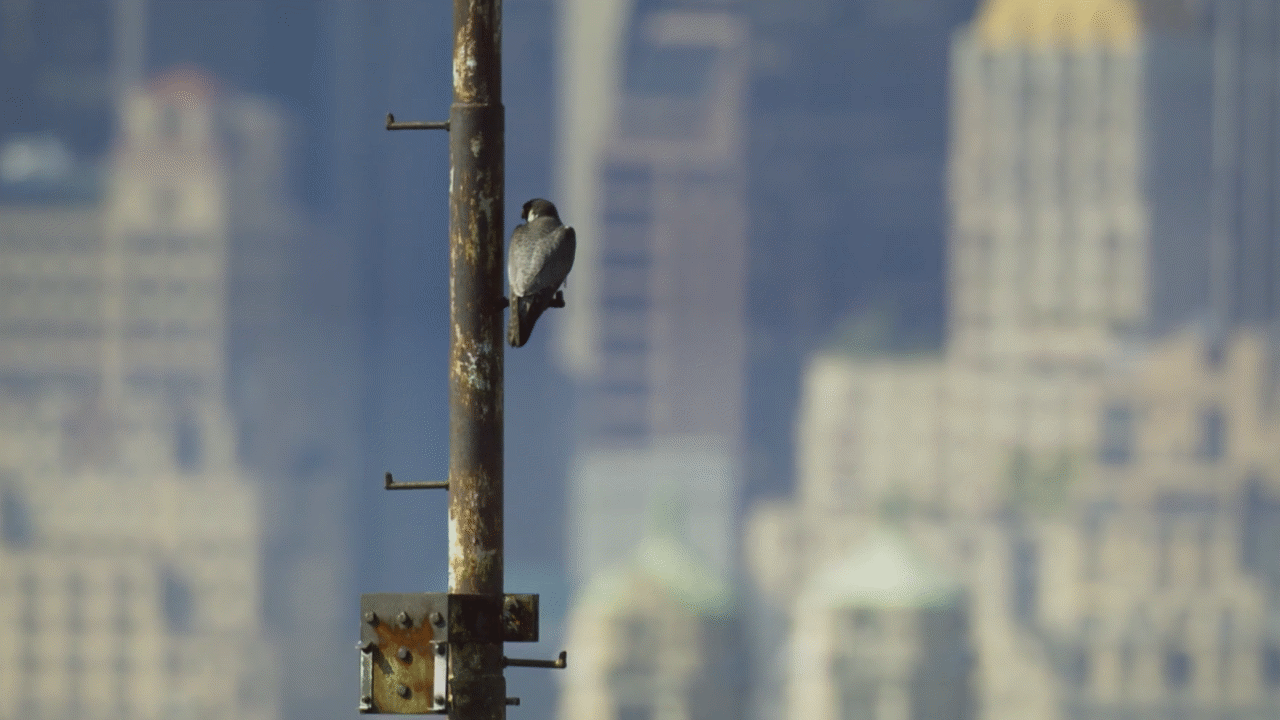 Planet Earth II: Cities (Clips) | ClickView