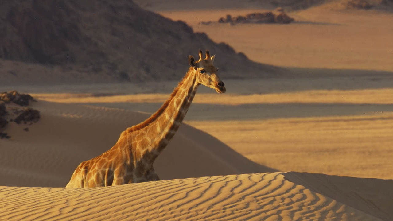 Hoanib Sand River Desert Giraffe Quarrel | ClickView