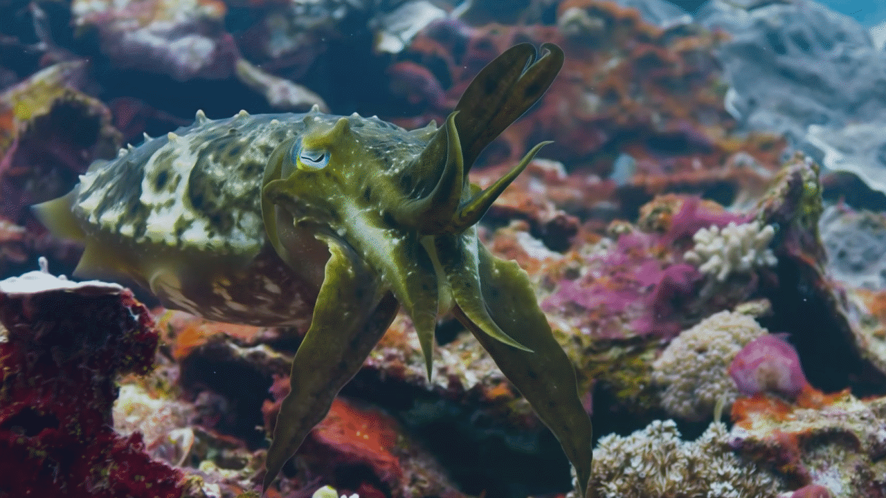 Cuttlefish Hunting Video & Resources | ClickView