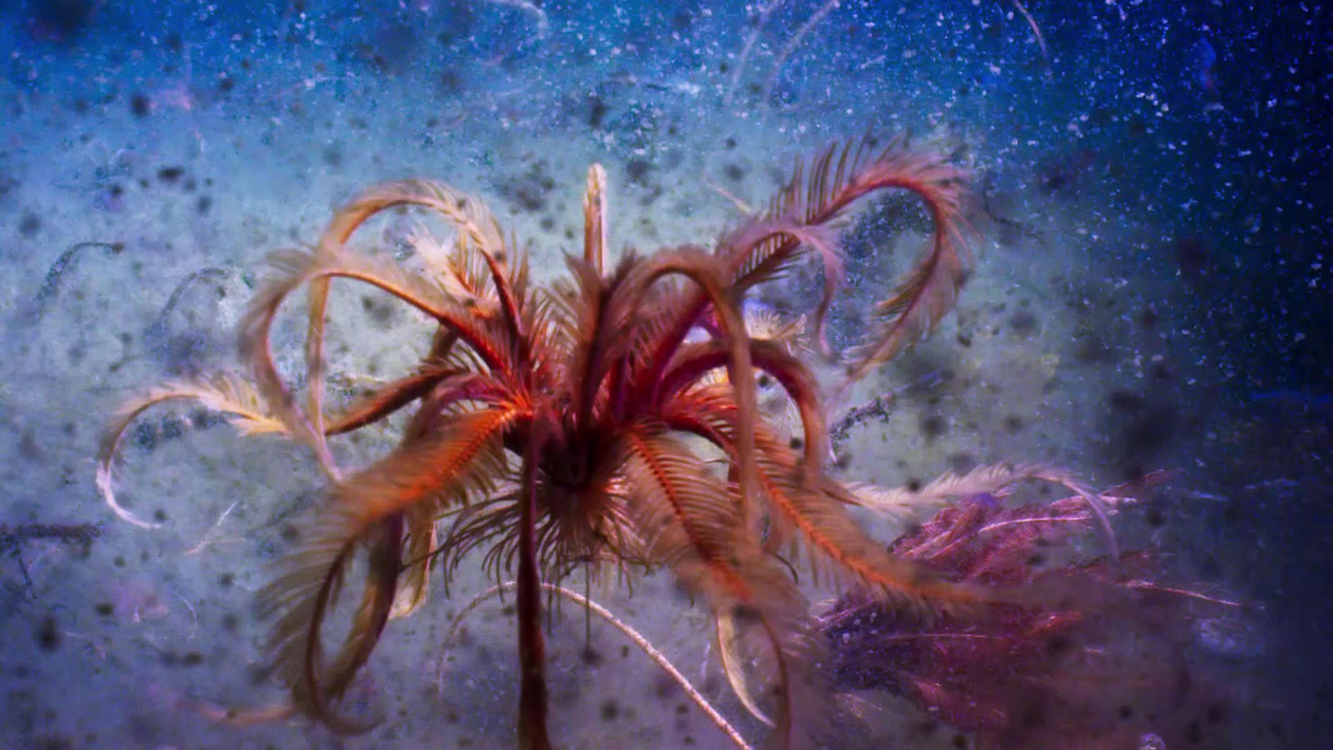 Deep Sea Life Video & Resources | ClickView
