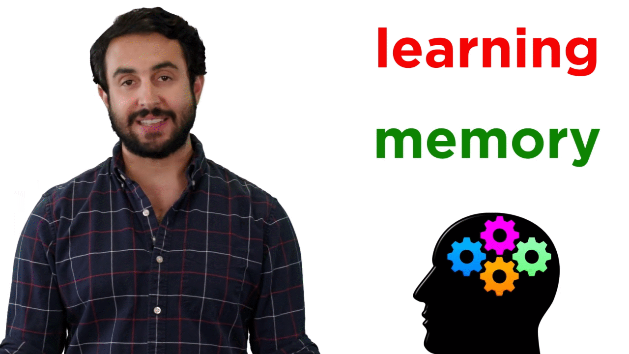 Information Storage and the Brain: Learning and Memory | ClickView