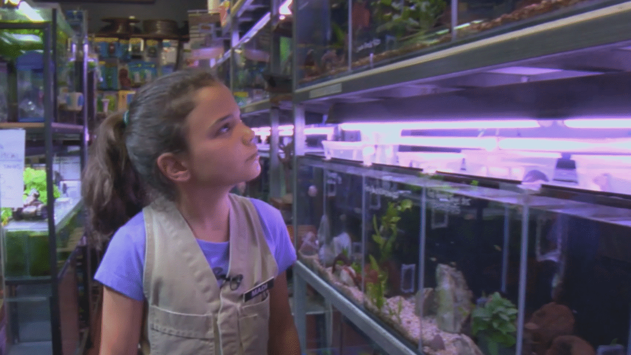 Episode 40 - Madi makes a wonderful Water Gar... - ClickView