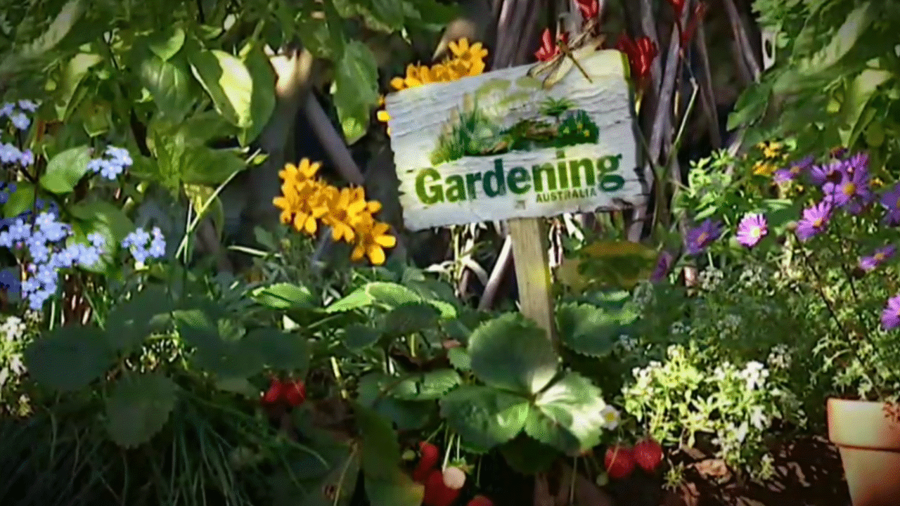 Gardening Australia - Airs 7:30 PM 22 Oct 2021 on ABCTV HD - ClickView