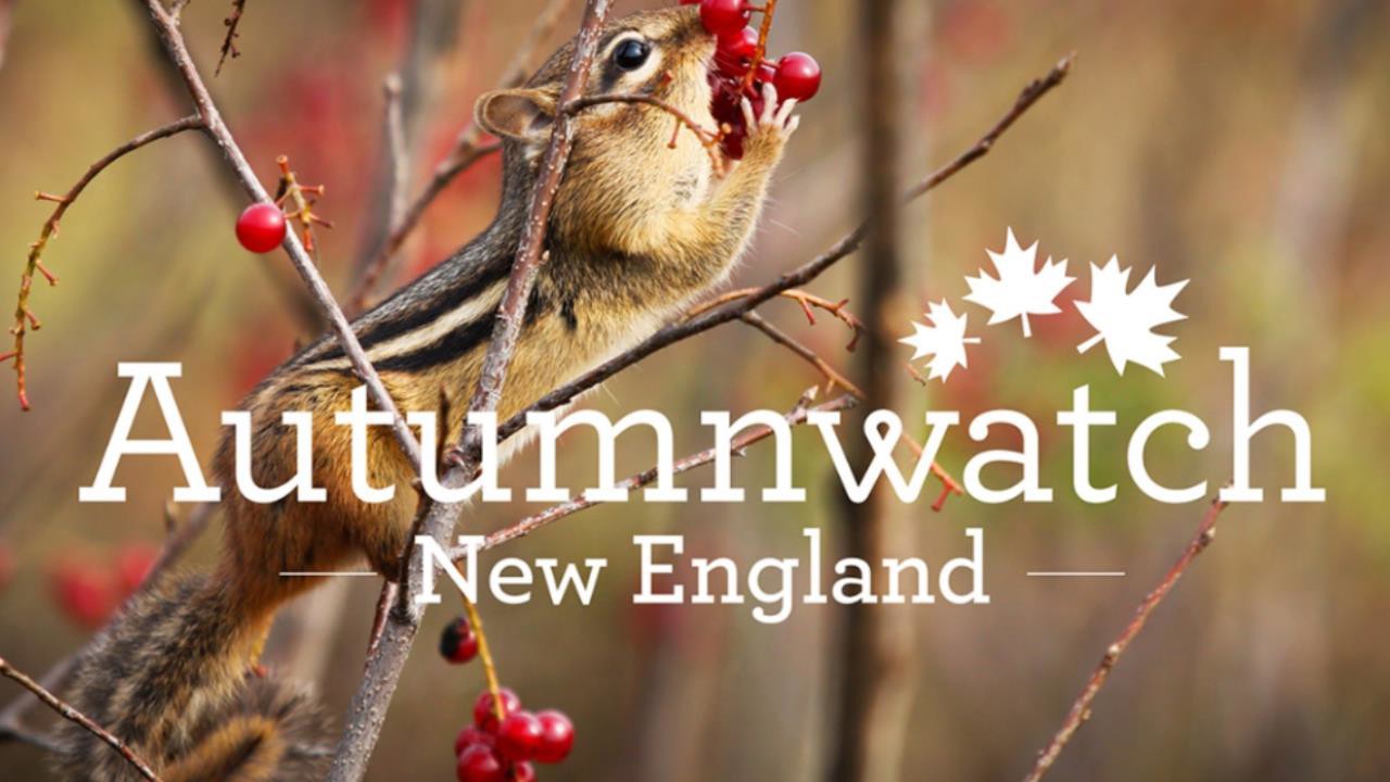 Autumnwatch - Airs 8:00 PM 27 Oct 2021 on BBC TWO - ClickView