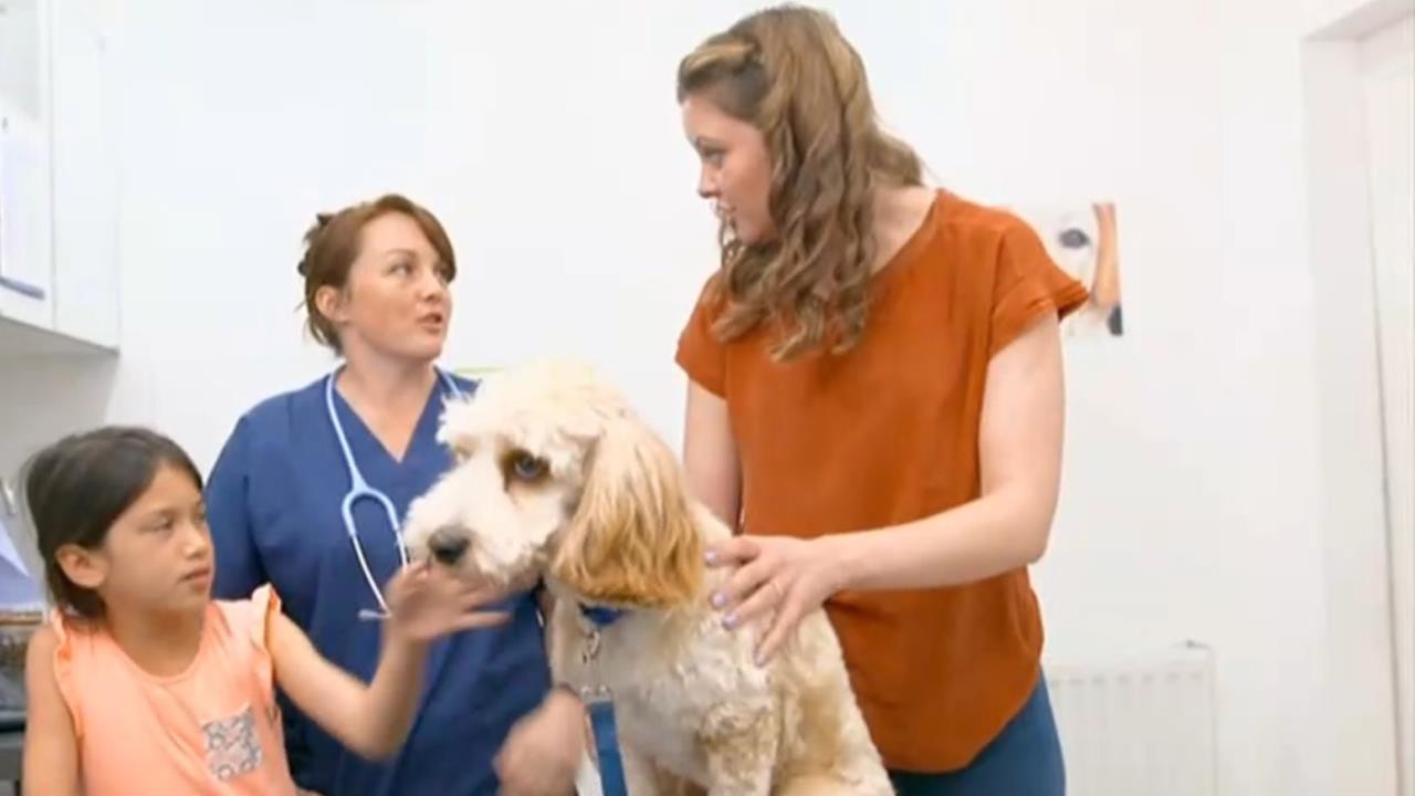 Ferne and Rory's Vet Tales Videos & Resources | ClickView