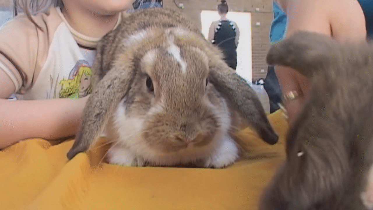 Pet Play Videos & Resources | ClickView