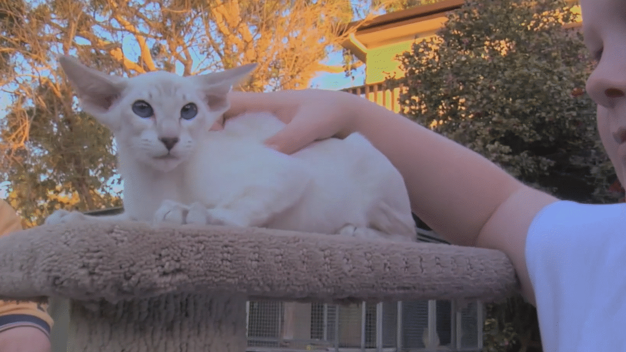 Siamese Cats - Get ready to play with your fa... - ClickView