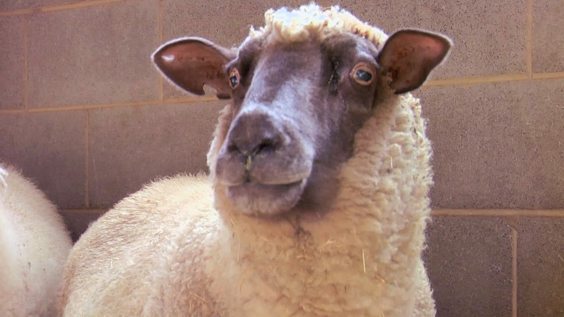 Sheep Video & Resources | ClickView