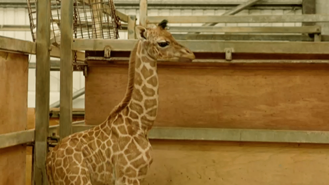 Who’s Afraid of the Big Bad Zoo Video & Resources | ClickView