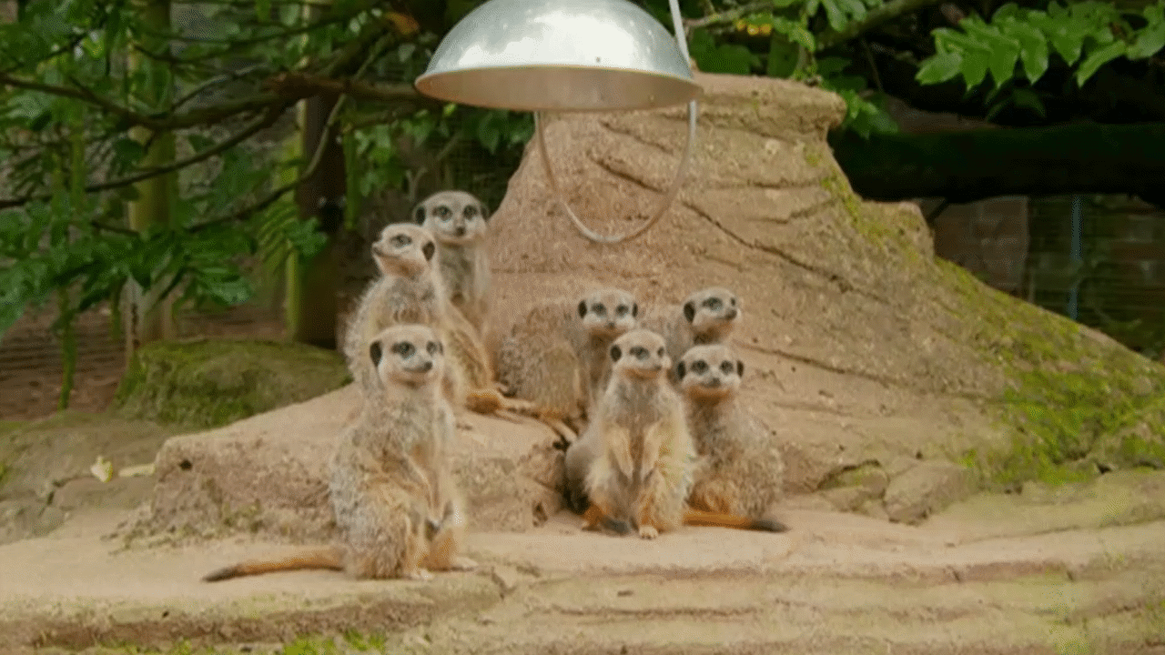 Dr. Zoo Video & Resources | ClickView