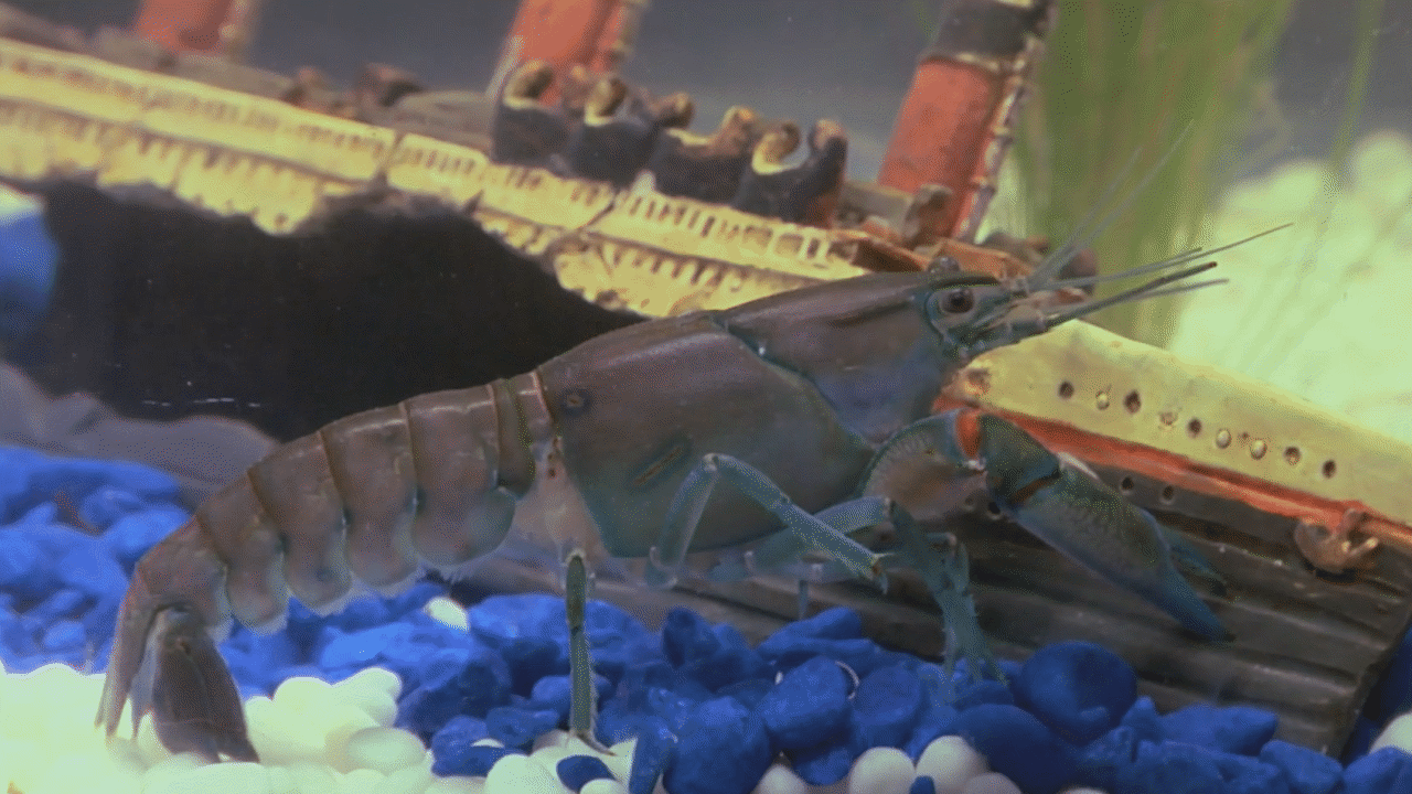 Yabby Video & Resources | ClickView